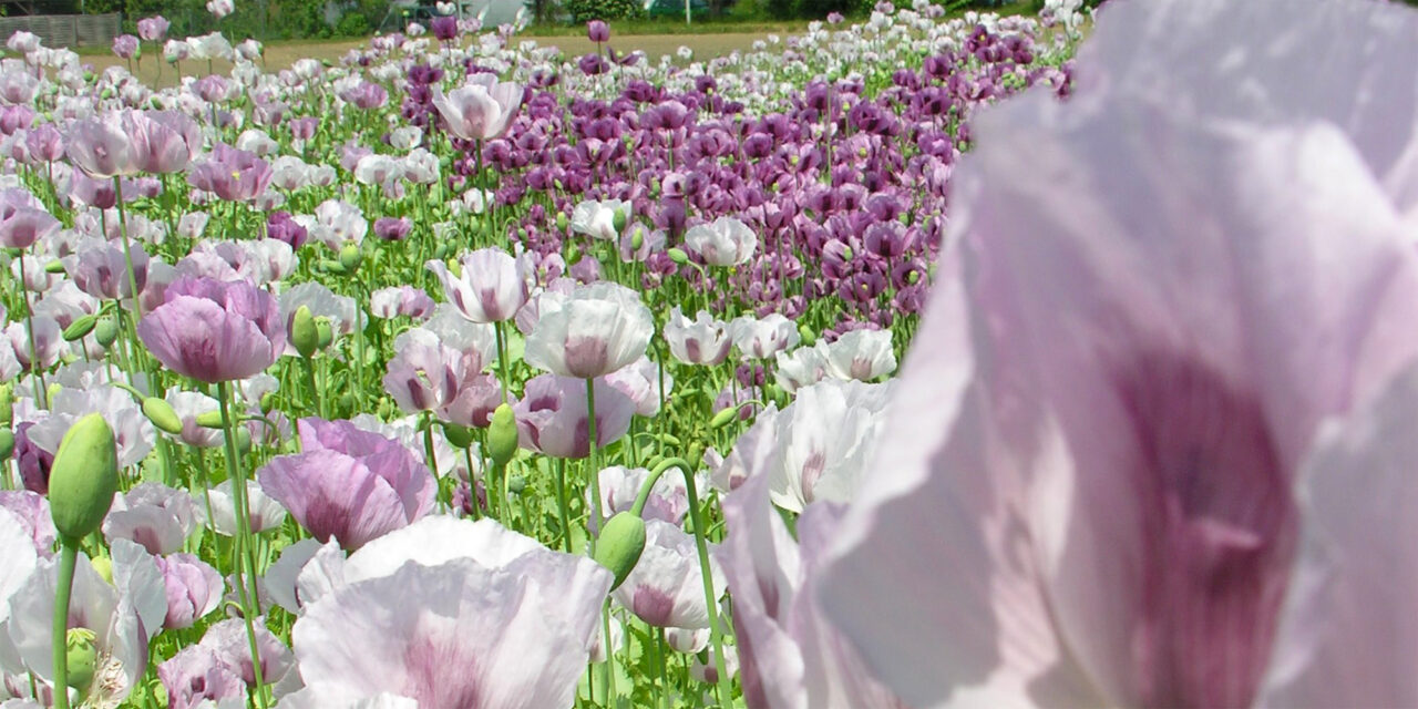 Sorten- und Anbauversuche mit winterhartem Mohn - Agrarforschung Schweiz