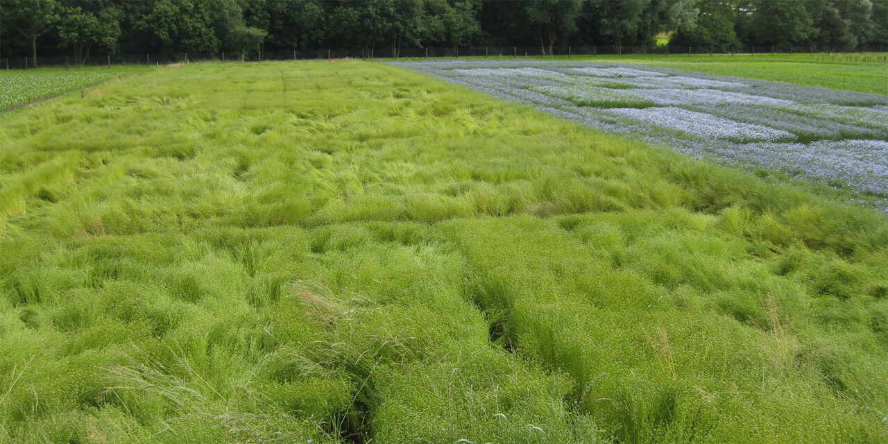 Approaches for optimising linseed cultivation in Switzerland ...