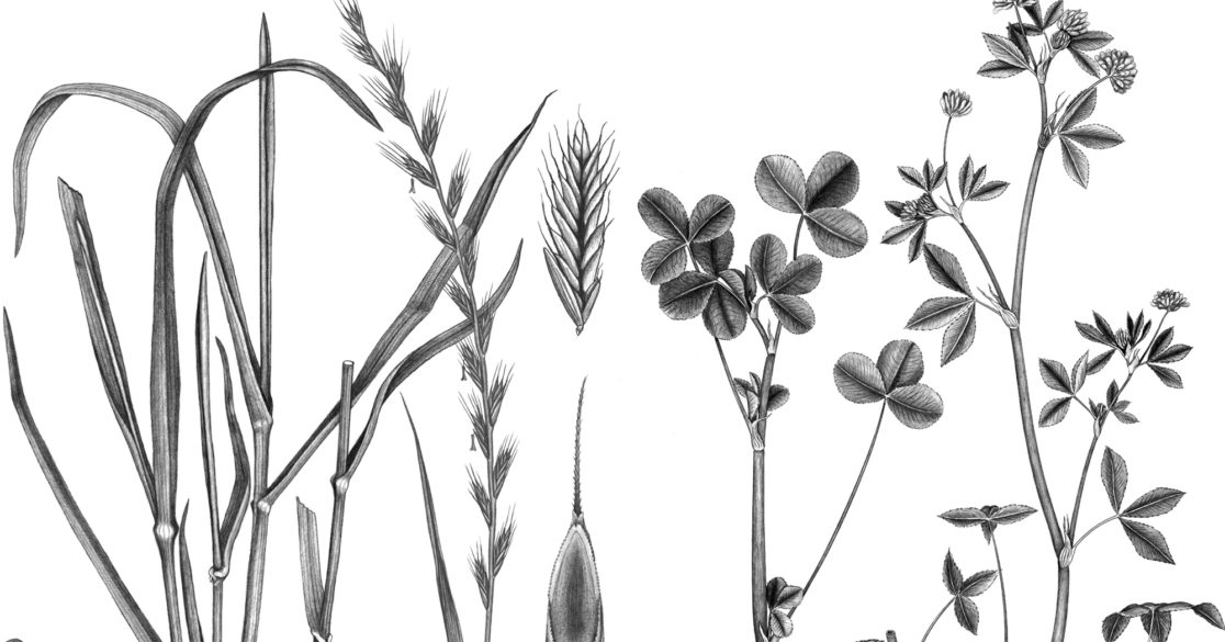 New varieties of Westerwolds ryegrass and persian clover recommended ...