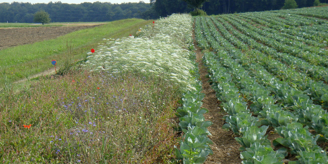 Flower strips control pests in vegetable production and ecologically ...