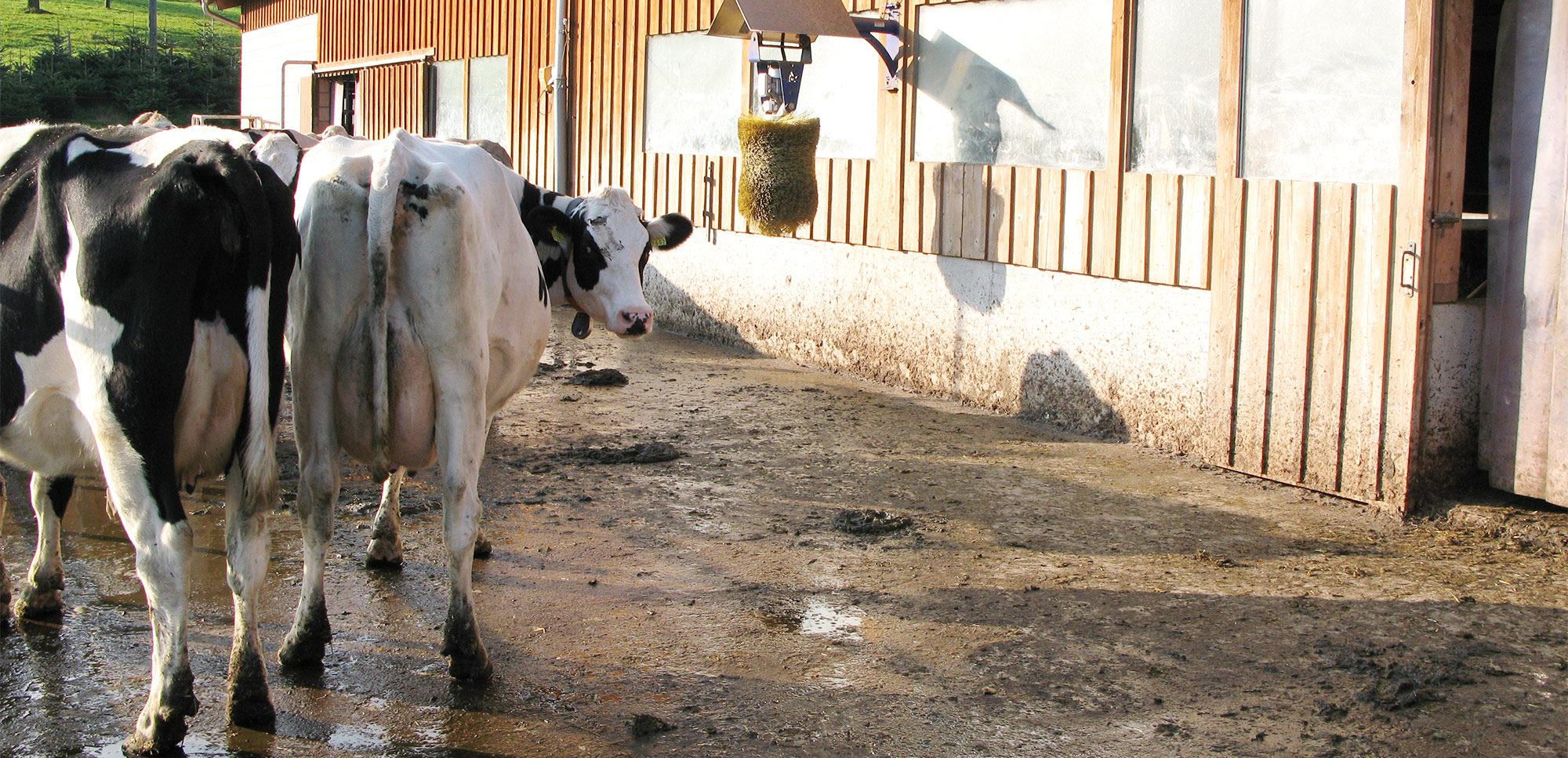 Comparison of the odour impact of cattle housing with and without an ...