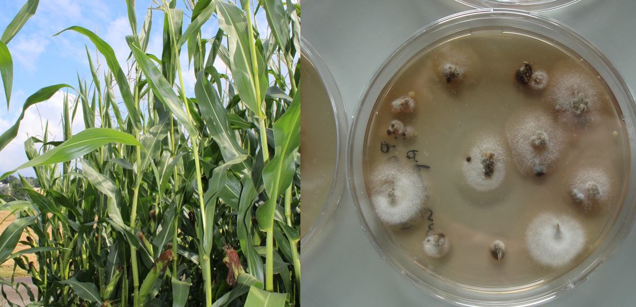 Fusarium species and mycotoxins in silage maize – results of a five ...