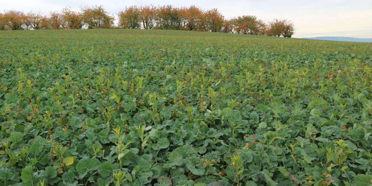 The growth of companion cropping in oilseed rape: feedback on the ...