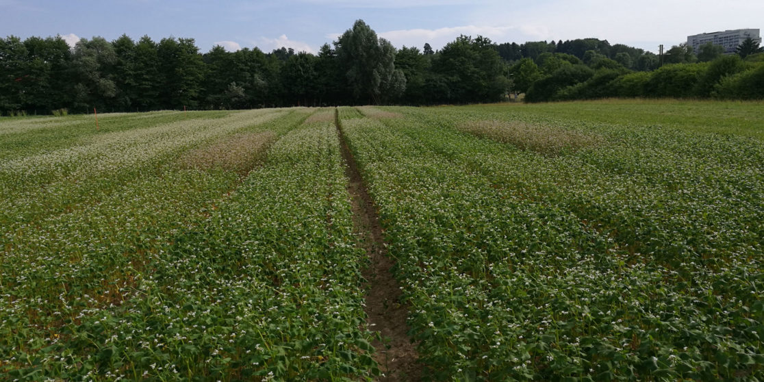 Growing buckwheat in Switzerland: new varieties for an old niche crop ...