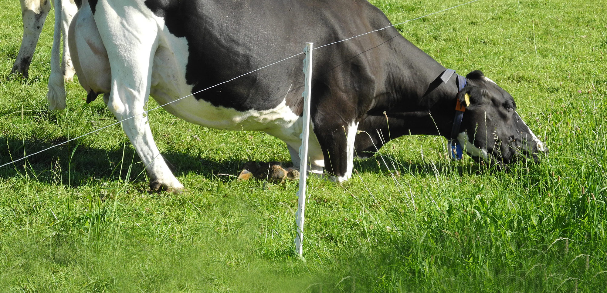 Was frisst die einzelne Kuh auf der Weide? - Agrarforschung Schweiz