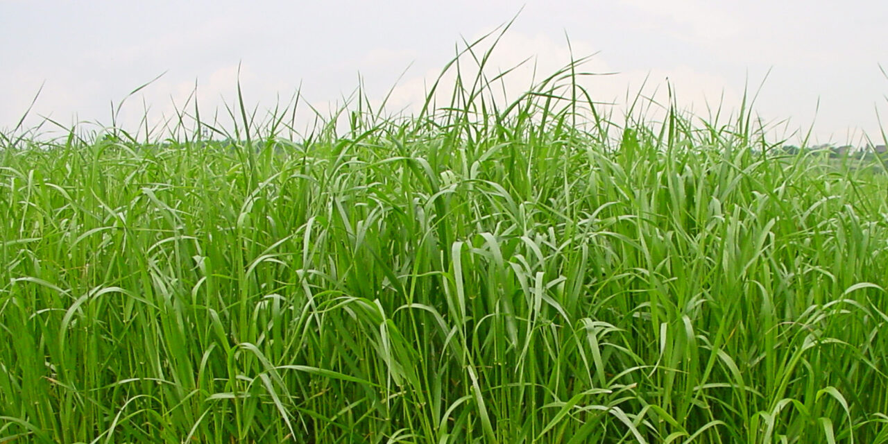 Swiss Ley Farming: Italian Ryegrasses ‘Maggyl’ and ‘Oryttus’ Set New ...