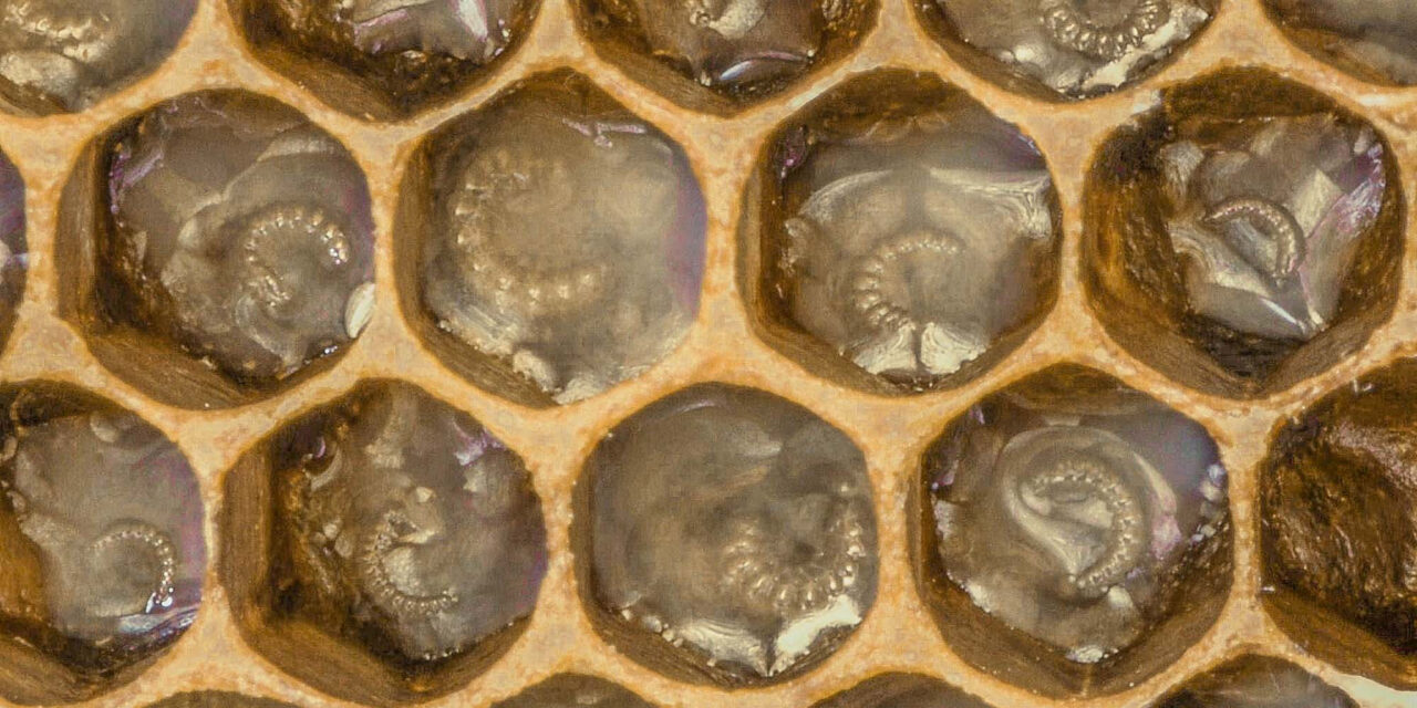 Pesticides in Beeswax: How Toxic Are They to Honey Bee Larvae ...