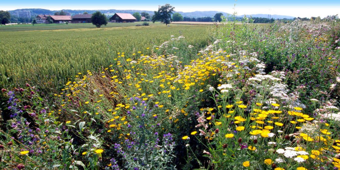 Biodiversity in Agriculture: Understanding it Better and Promoting it ...