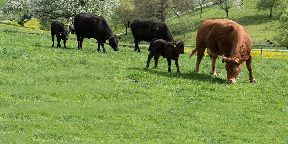 Suckler Cows May Transfer Organic Pollutants to their Offspring: How ...