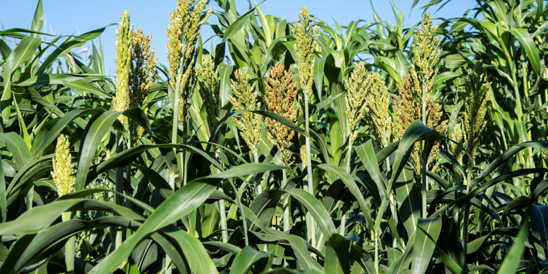 Sorghum: Where Can This Drought-Tolerant Grain Be Cultivated in ...