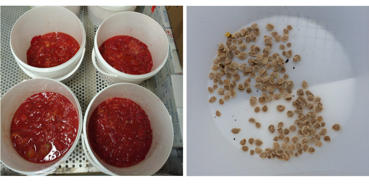 Production de semences efficace dans la culture biologique des tomates ...