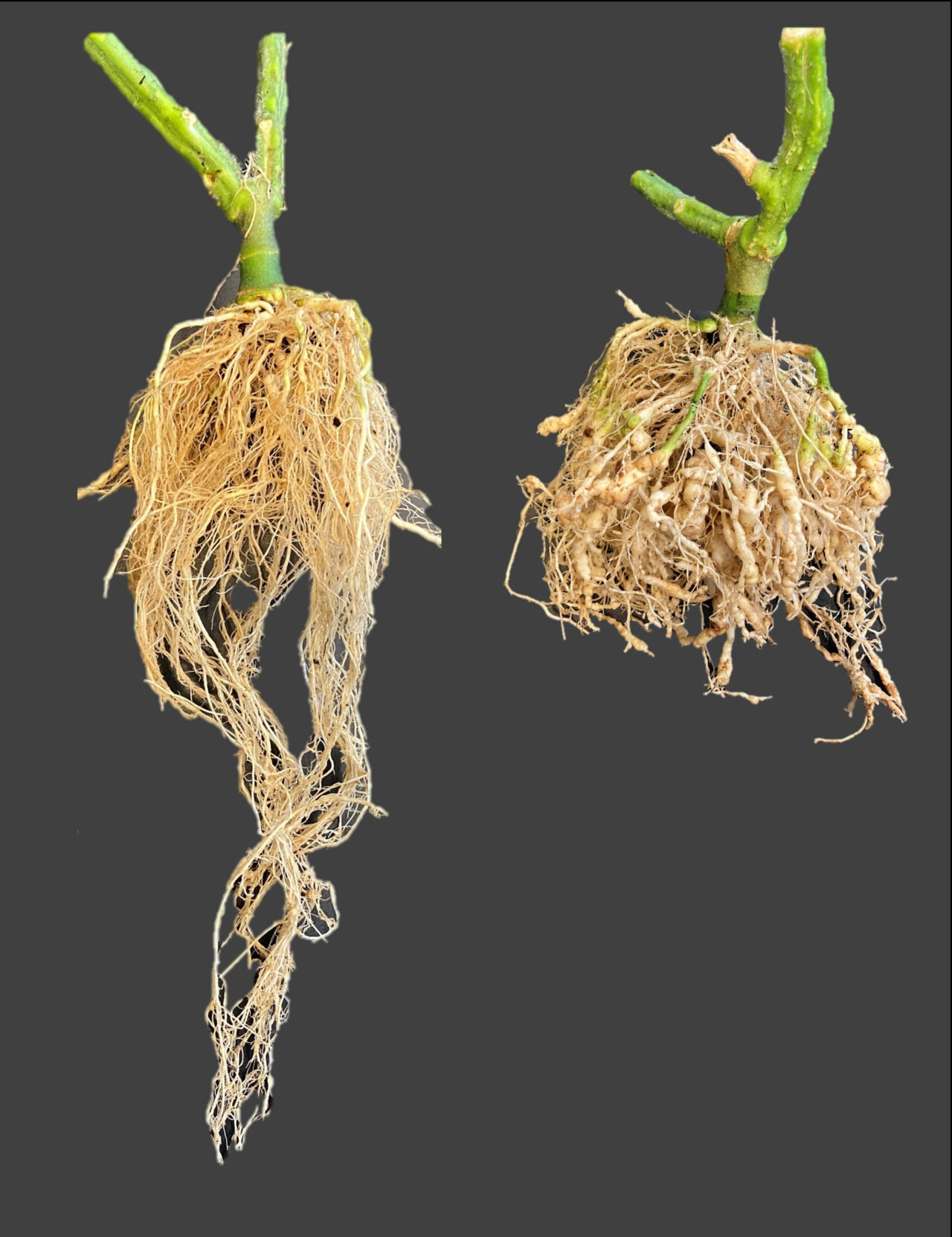 Controlling Root Knot Nematodes: a New Screening Test Identifies ...