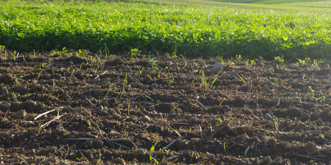 Can Effective Microorganisms Influence Green-Manure Decomposition ...