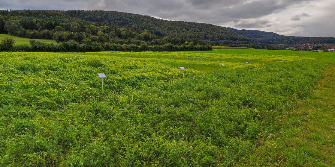 Catch Crops for Feed Production in Drought Conditions - Agrarforschung ...