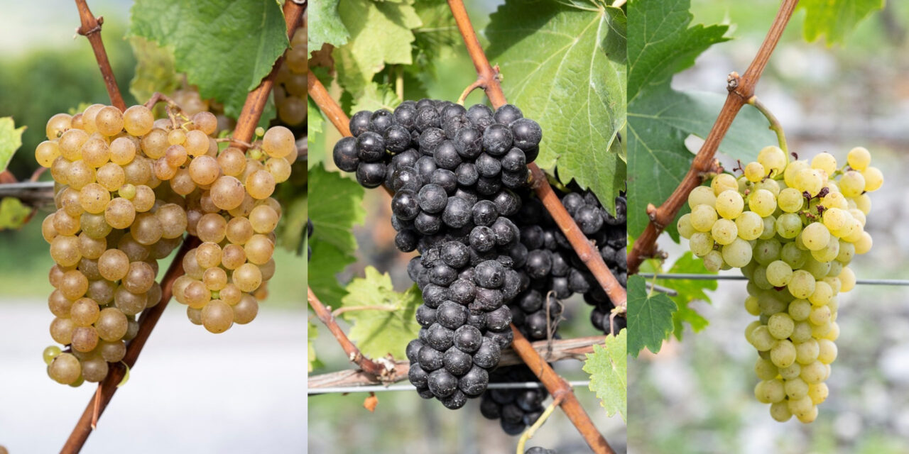 Verhalten bedrohter Rebsorten im Walliser Weinbau - Agrarforschung Schweiz