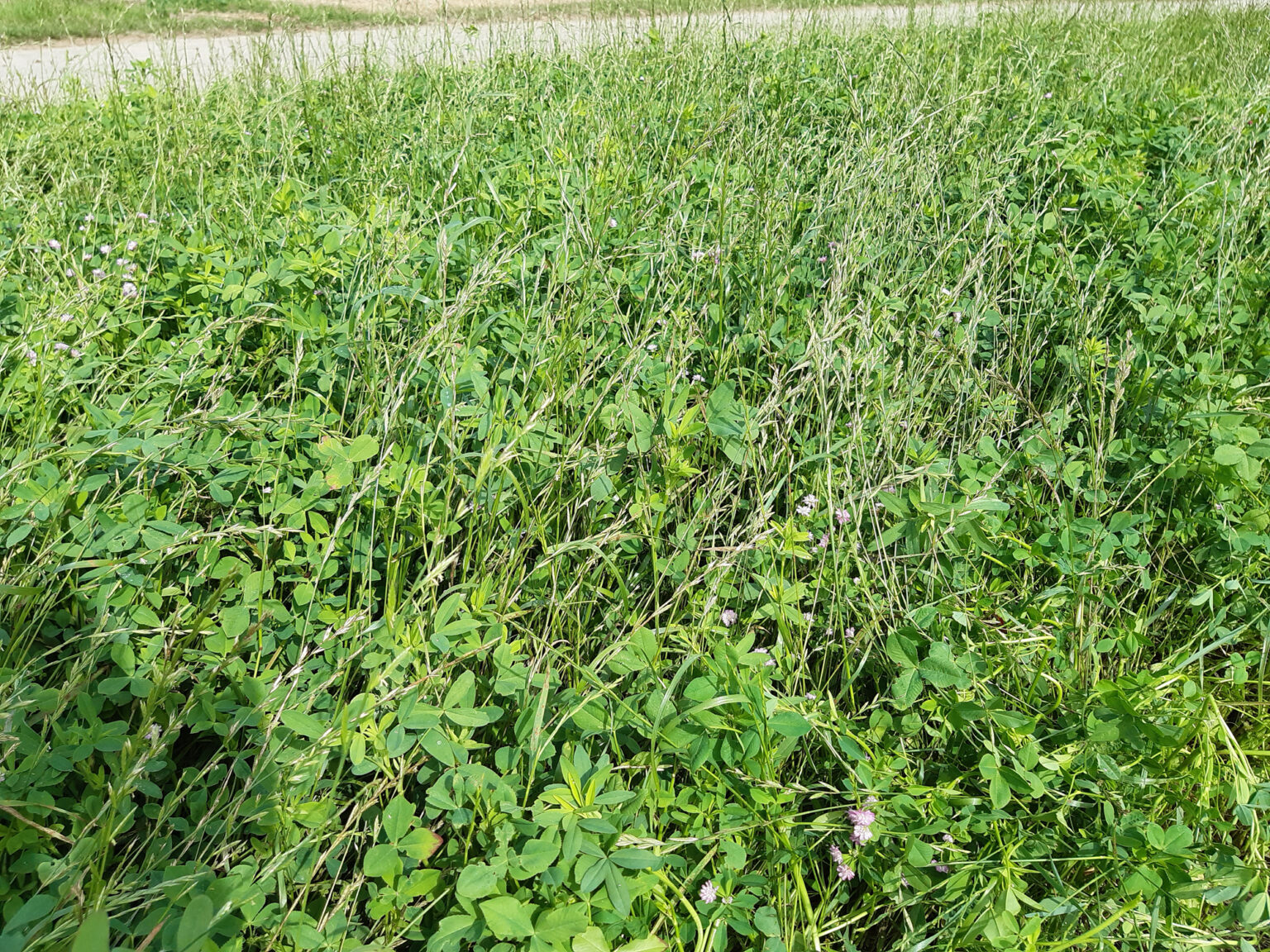 Three New Berseem and Persian Clover Cultivars - Agrarforschung Schweiz