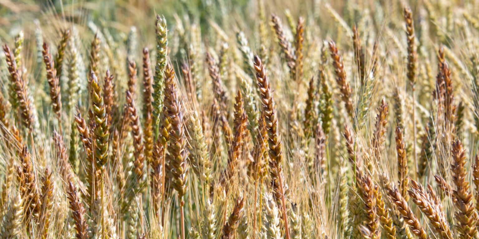 Yield, Quality and Stability: Wheat Variety Mixtures Have Potential ...