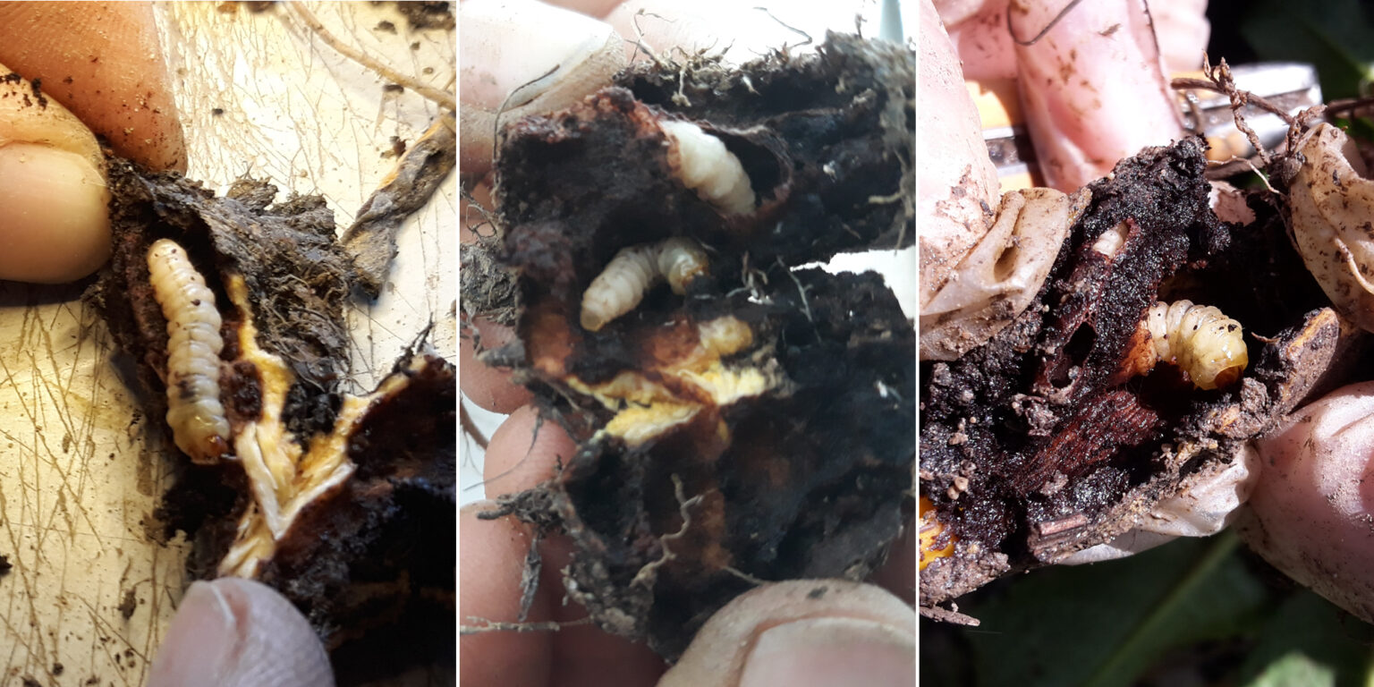 Blacken durch Kombination von wurzelbohrenden Larven und ...