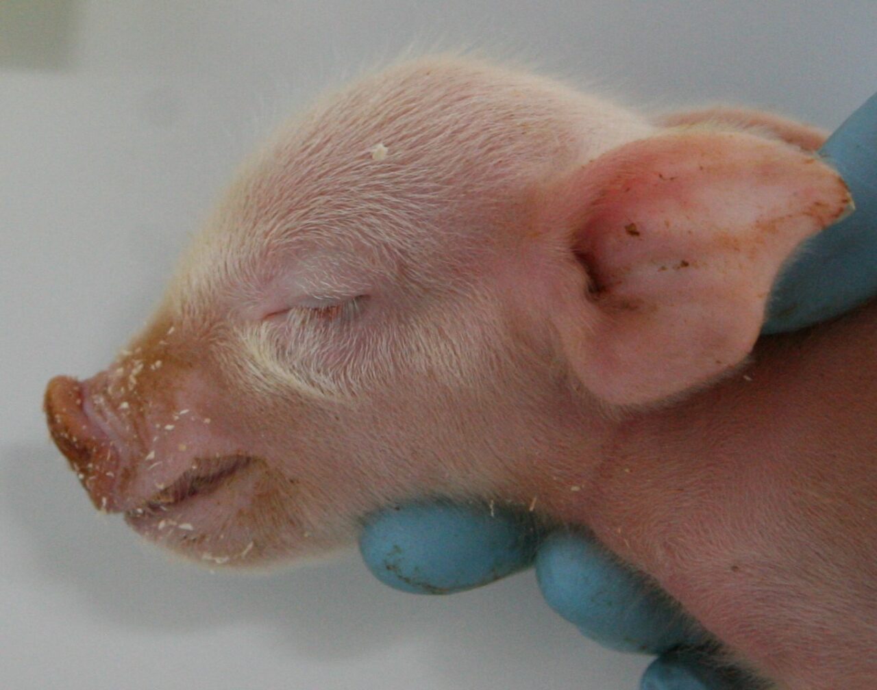 Supplementary Feed for Piglets with Prenatal Growth Retardation ...