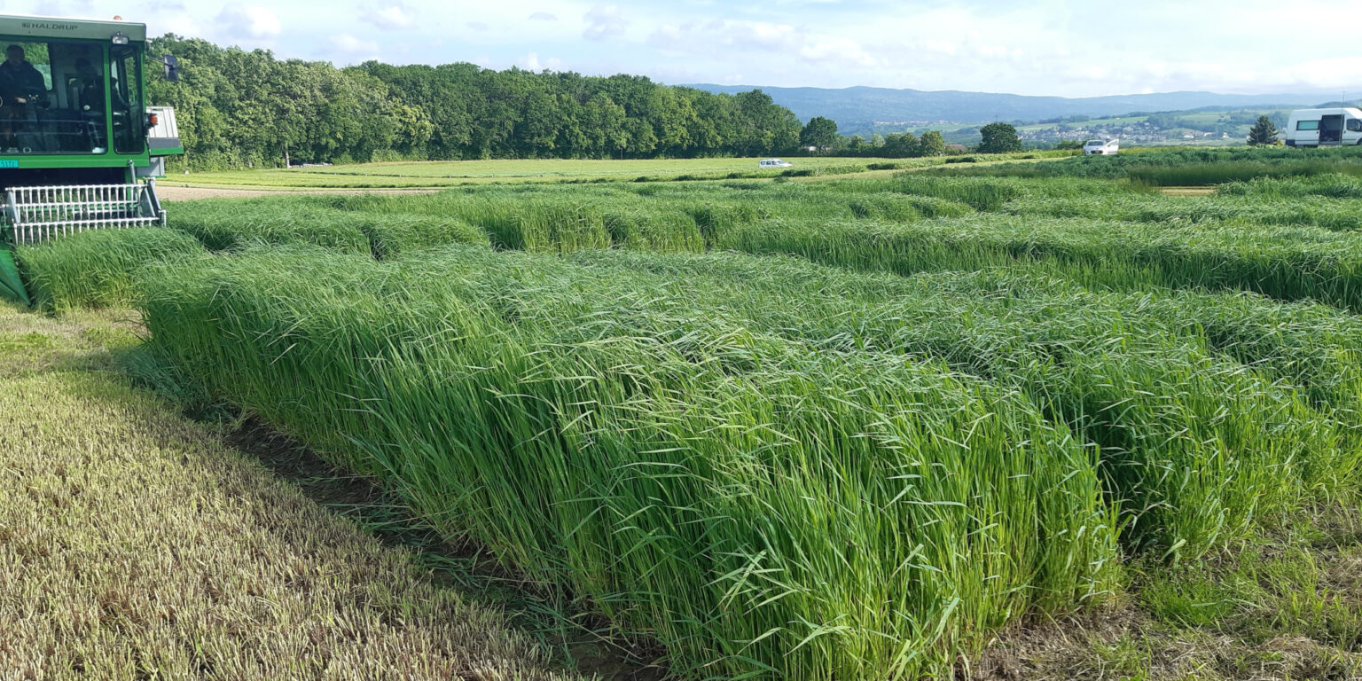New Recommended Varieties of Cocksfoot - Agrarforschung Schweiz